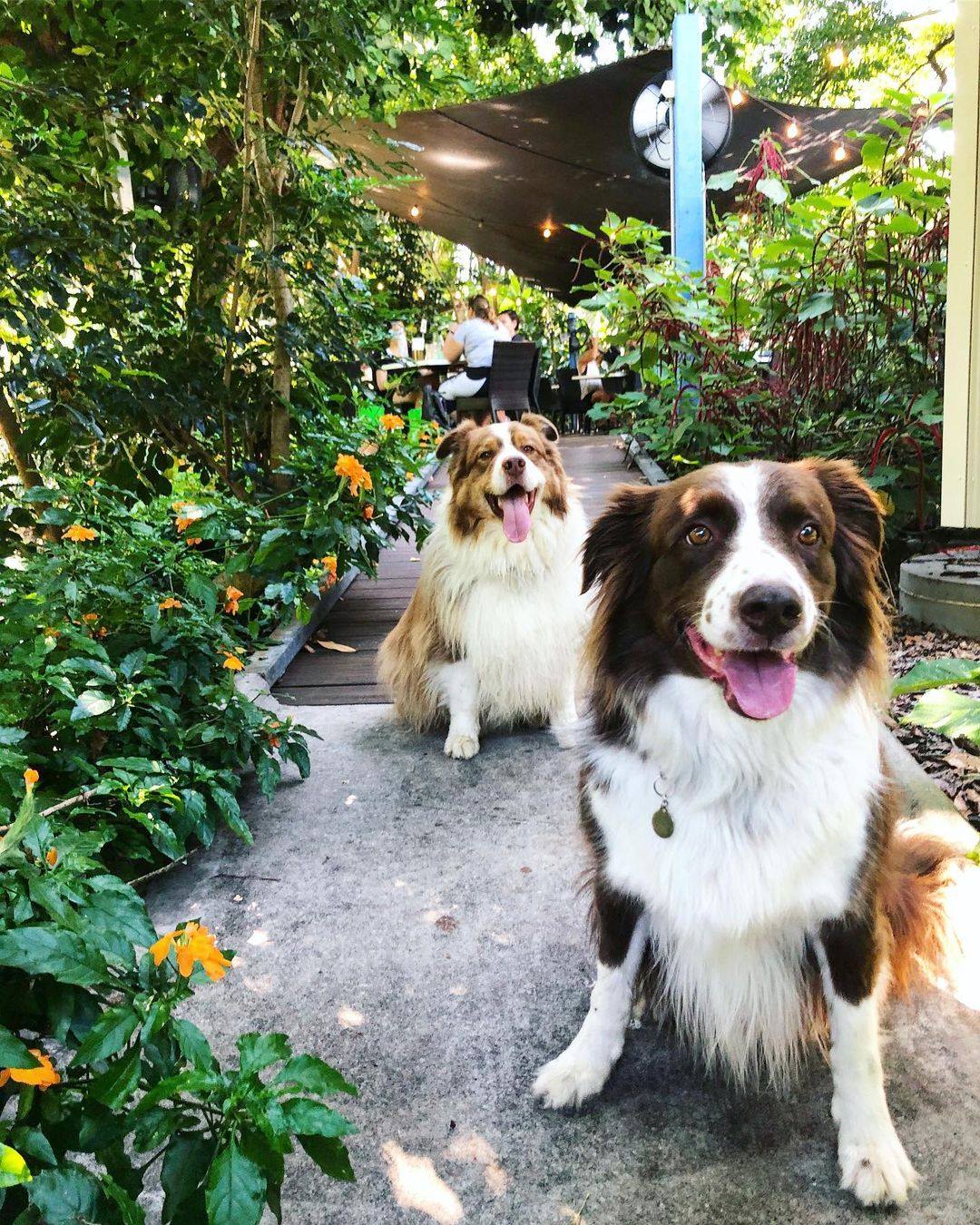 Dog-Friendly dining in Darwin: Enjoy a meal with your best friend in tow!
