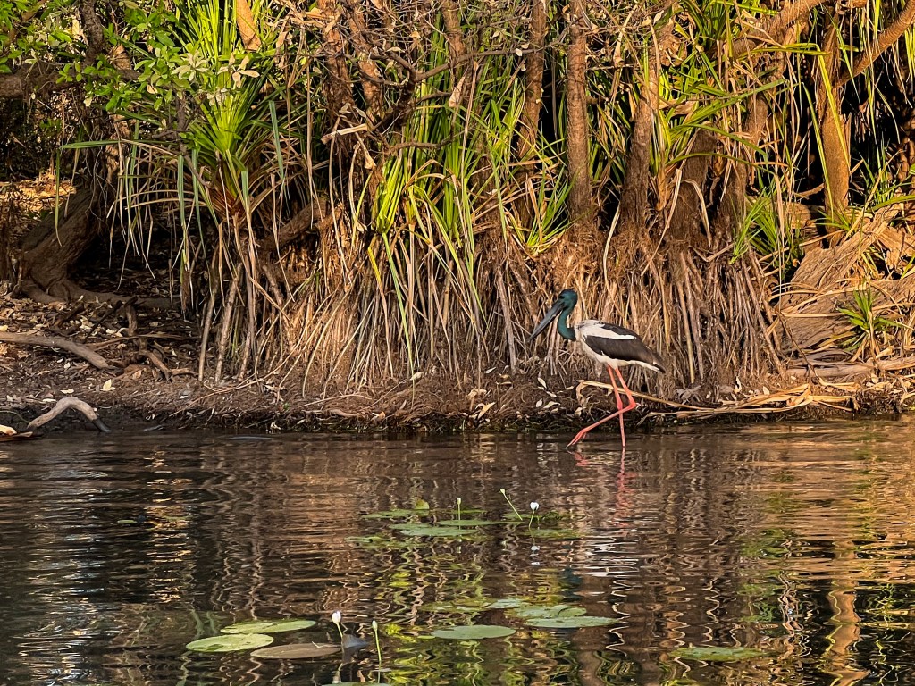 Guide to Birdwatching in Kakadu National Park